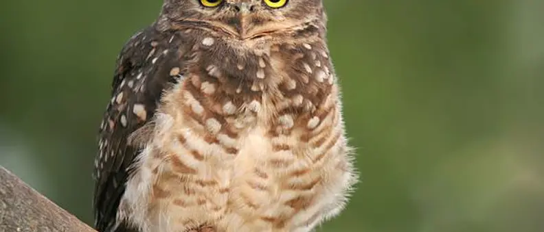 Initiation season in South Africa: Why state regulation clashes with ...