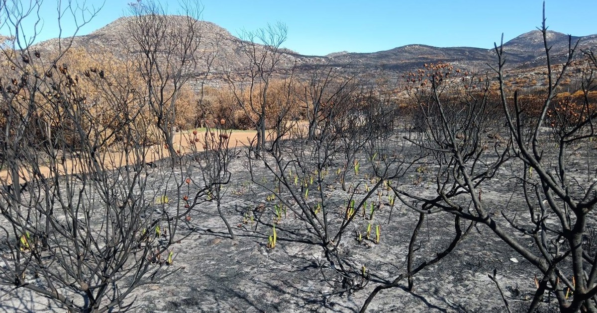 Some trails around Tokai and Silvermine East reopen 1 July after ...