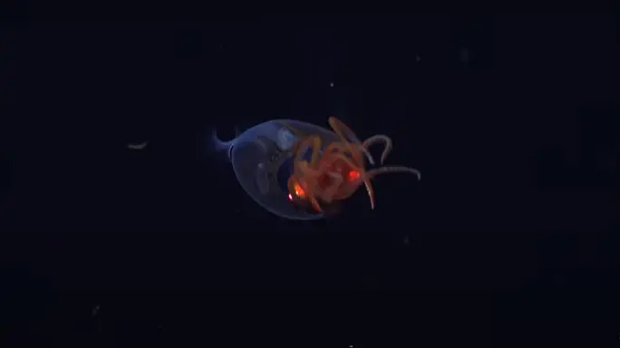 WATCH: Colossal squid caught on camera for the first time in history