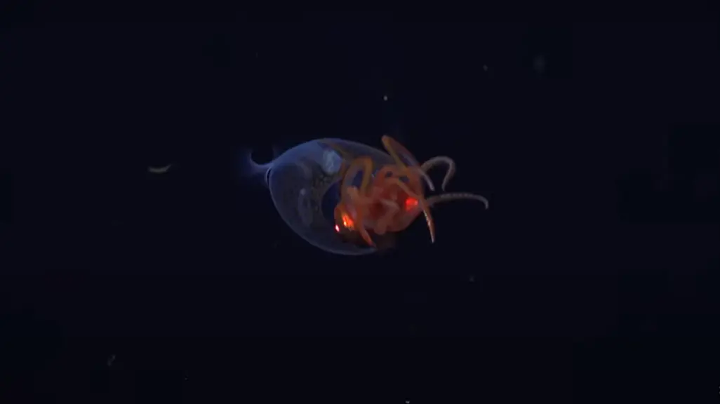 WATCH: Colossal squid caught on camera for the first time in history