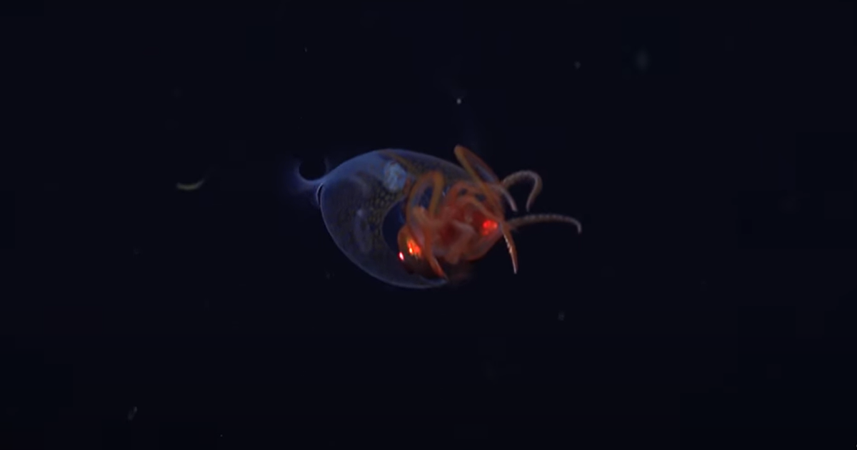 WATCH: Colossal squid caught on camera for the first time in history