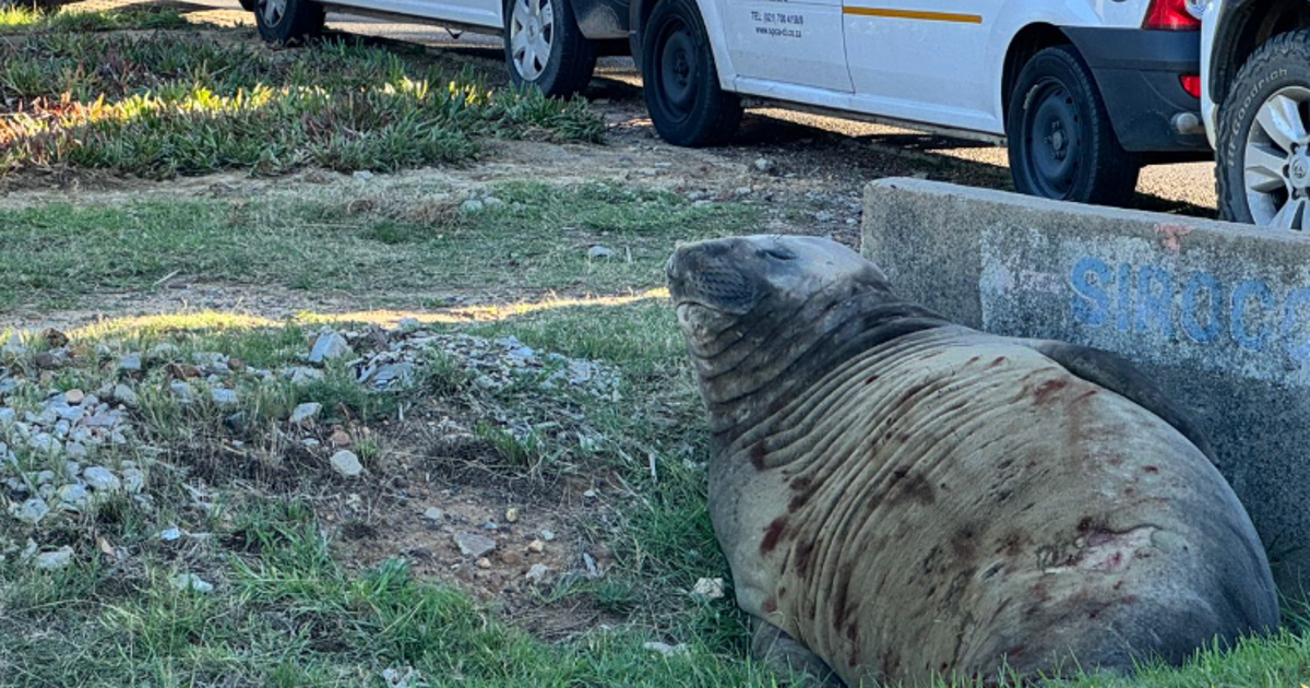 Elephant seal who shocked Gordon’s Bay residents safely returned to sea