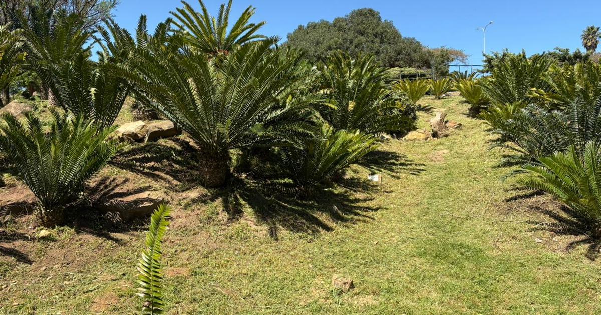 Conservationists warn against illegal trade of endangered cycad plant