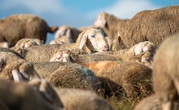 Gauteng government to unveil intervention plan for foot-and-mouth outbreak