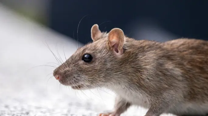 Rattex found in food after child deaths due to food poisoning