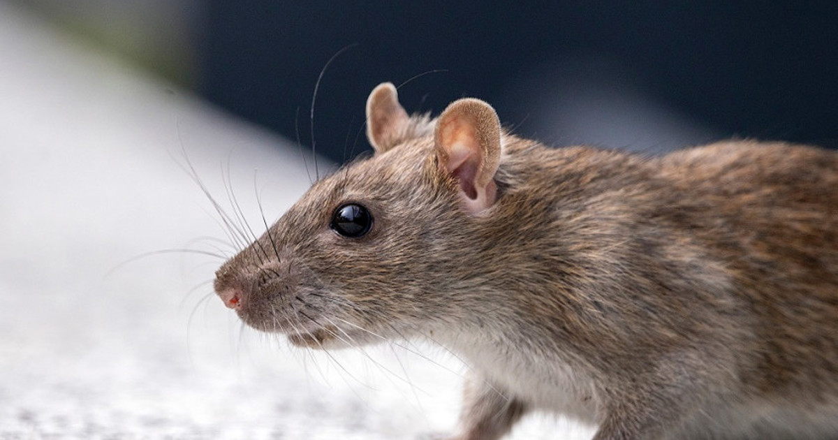 Rattex found in food after child deaths due to food poisoning