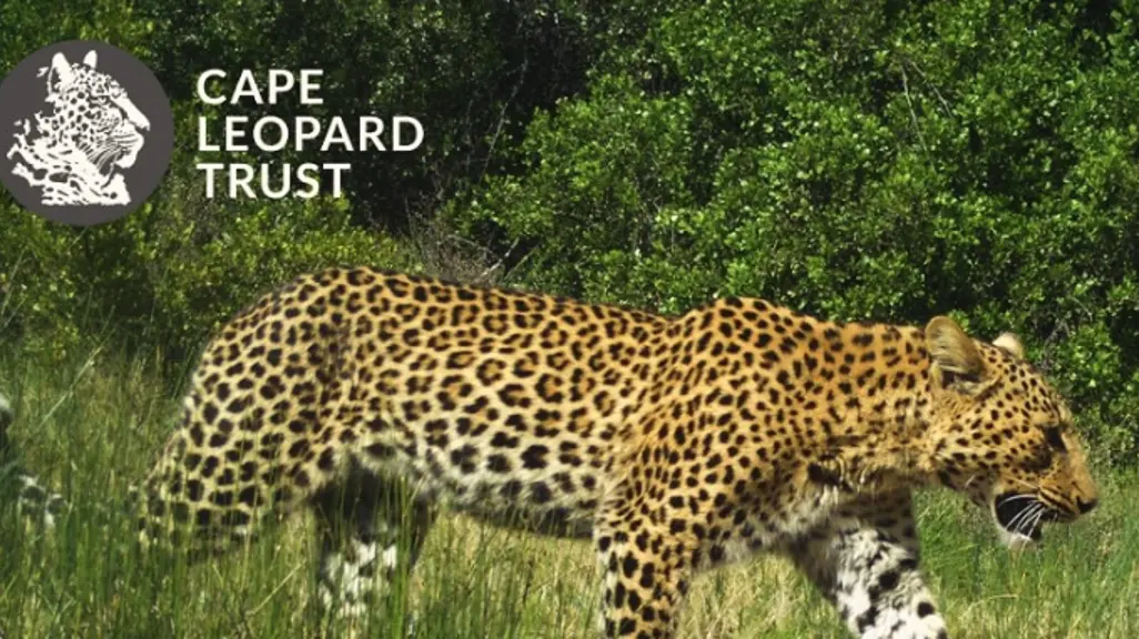 Cape Leopard Trust camera survey captures rare leopard footage in ...