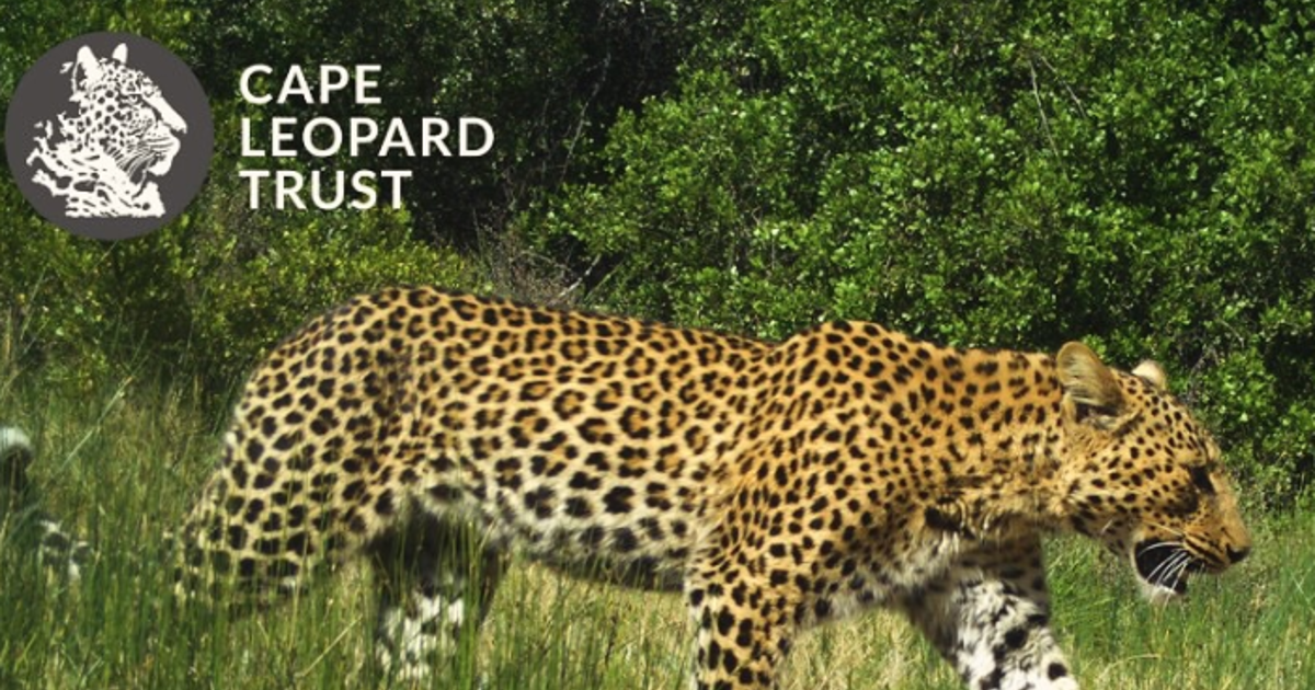 Cape Leopard Trust camera survey captures rare leopard footage in Piketberg Mountains